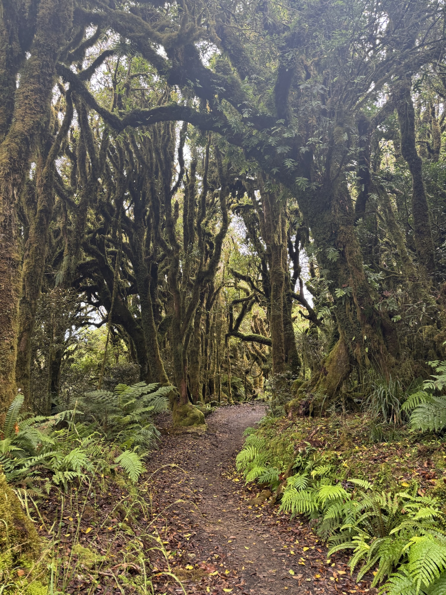 Tour Aotearoa Day 14: Pureora to Camp Epic, 25 miles, 2,684 feet ...